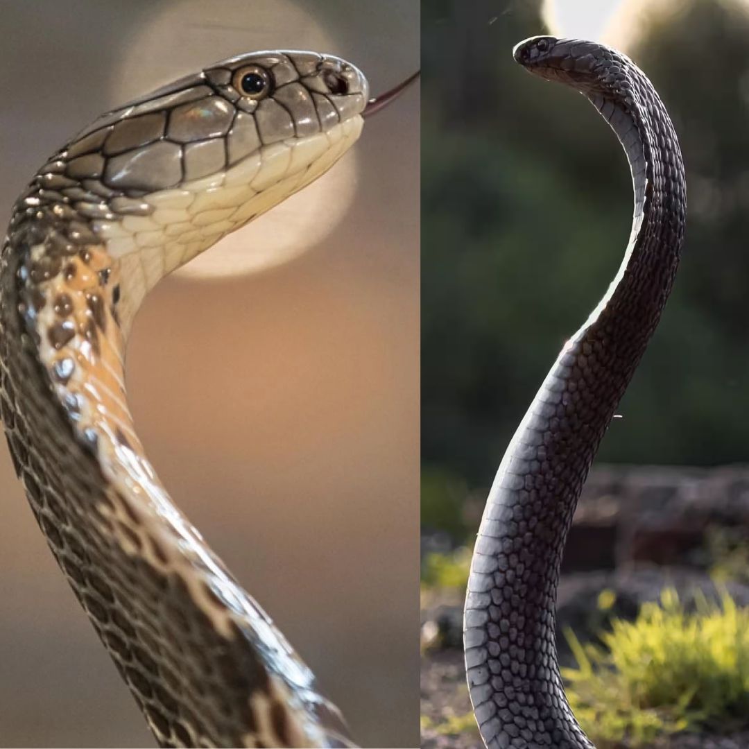 King Cobra vs. Cobra: Differences, Behavior, and Habitat