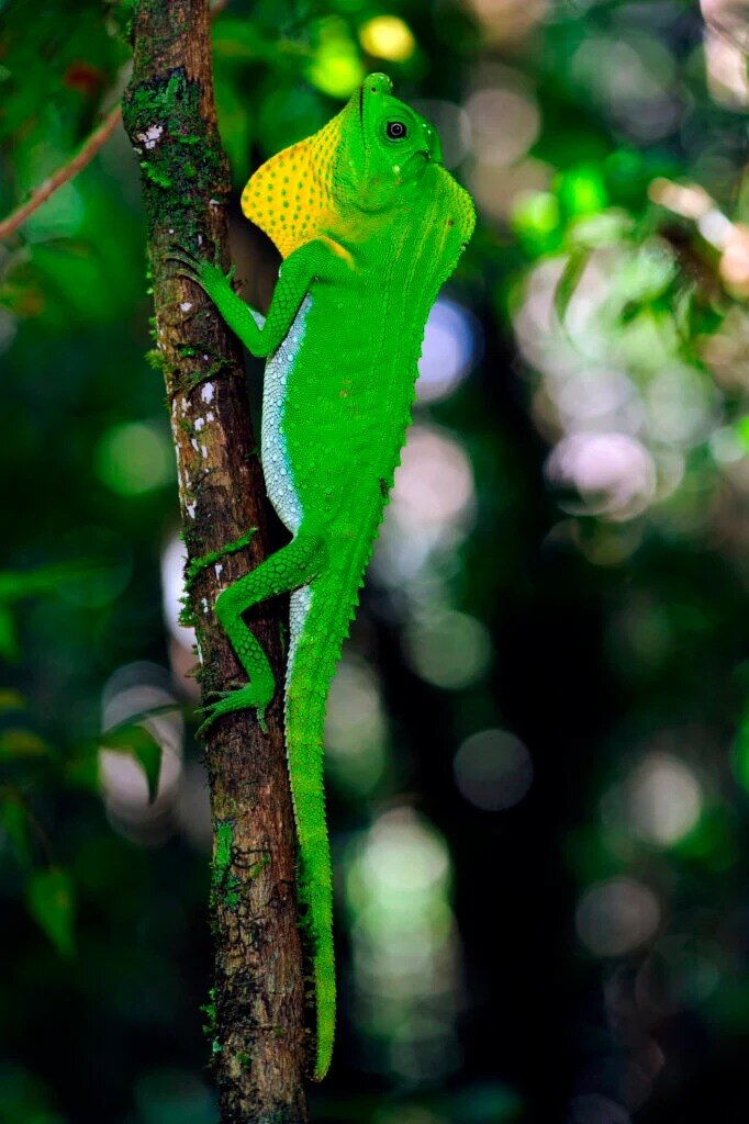 10 Beautiful Green Animals