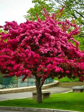 Top 10 Small Flowering Trees for Your Yard