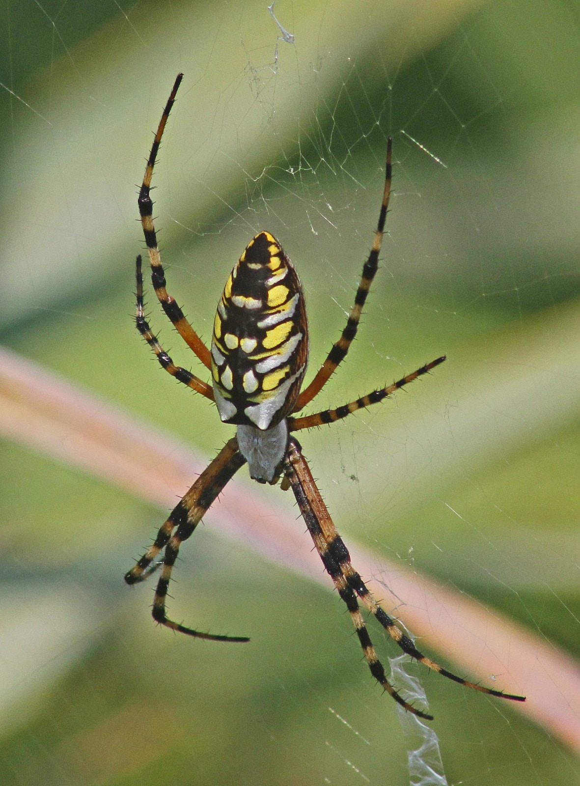 Garden Spider Brown With Striped Legs | Fasci Garden