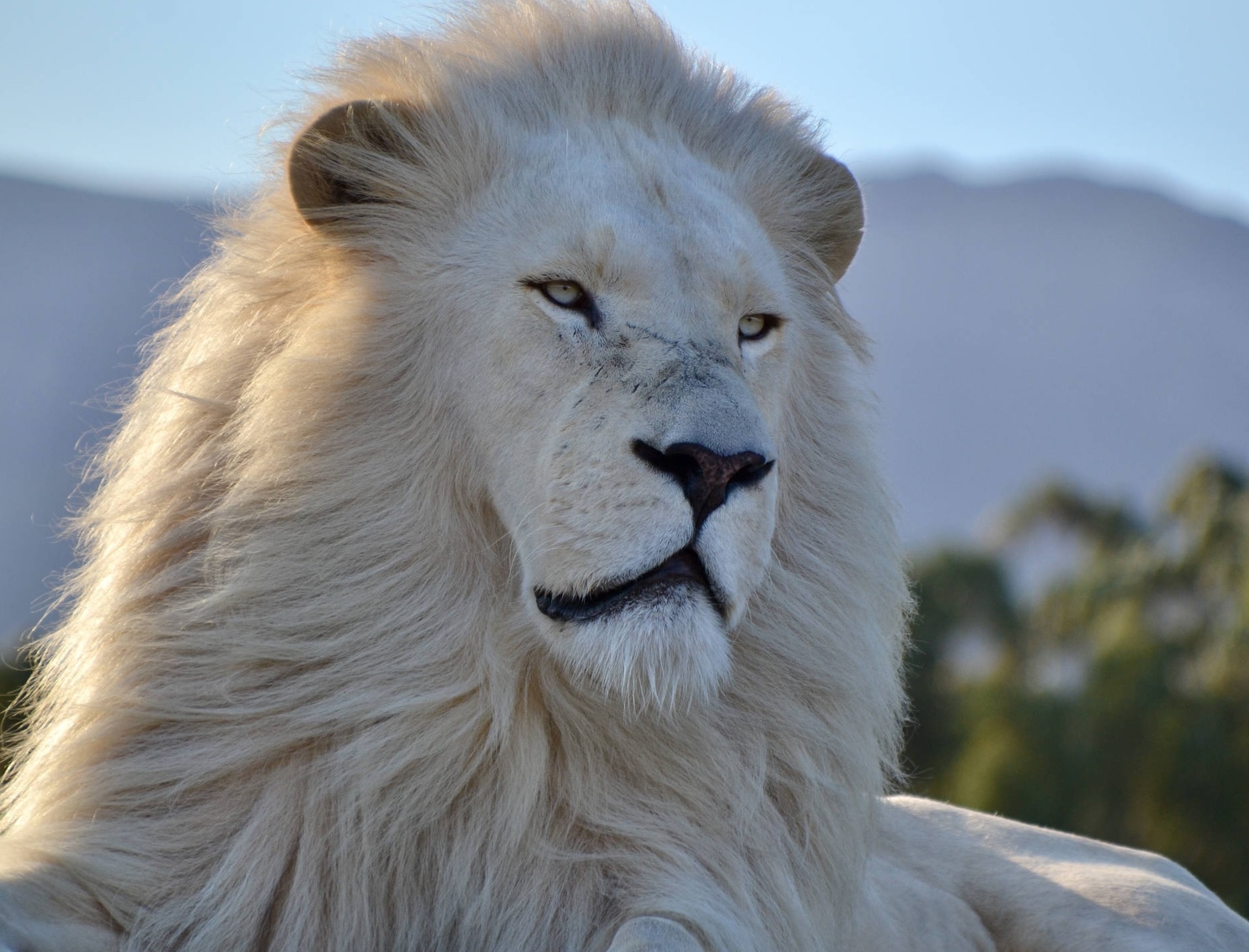 Ghosts of the Savanna: World of White Lions