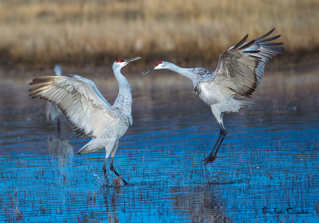 Moonwalking: World's most elegant Dancing Birds
