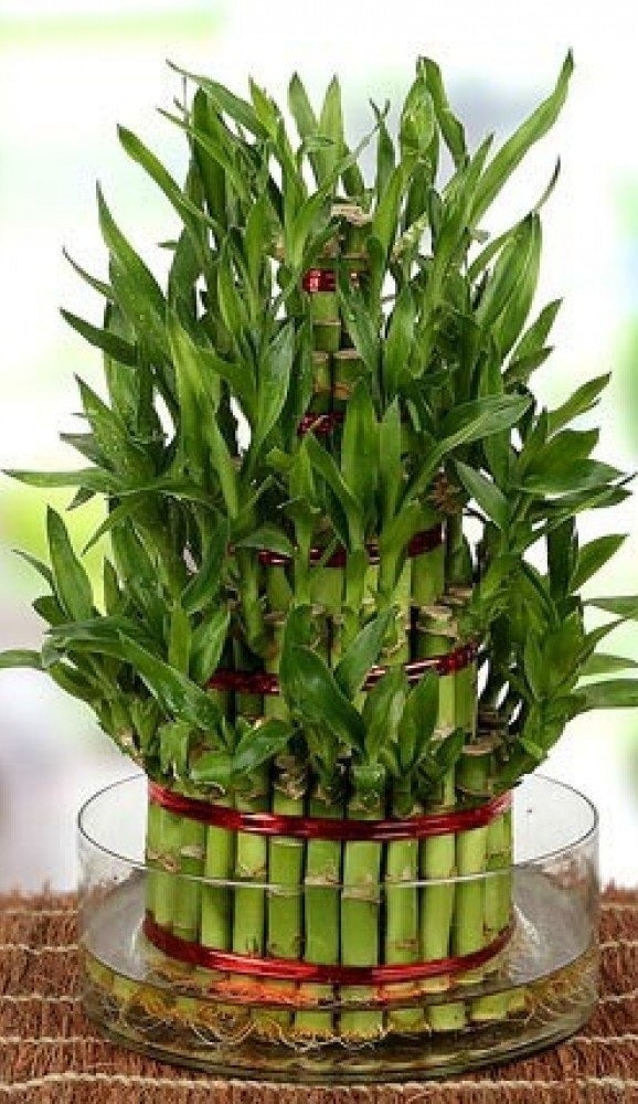 Plants that attract positive energy