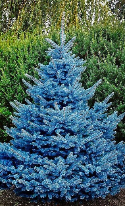 Trees with Blue Leaves