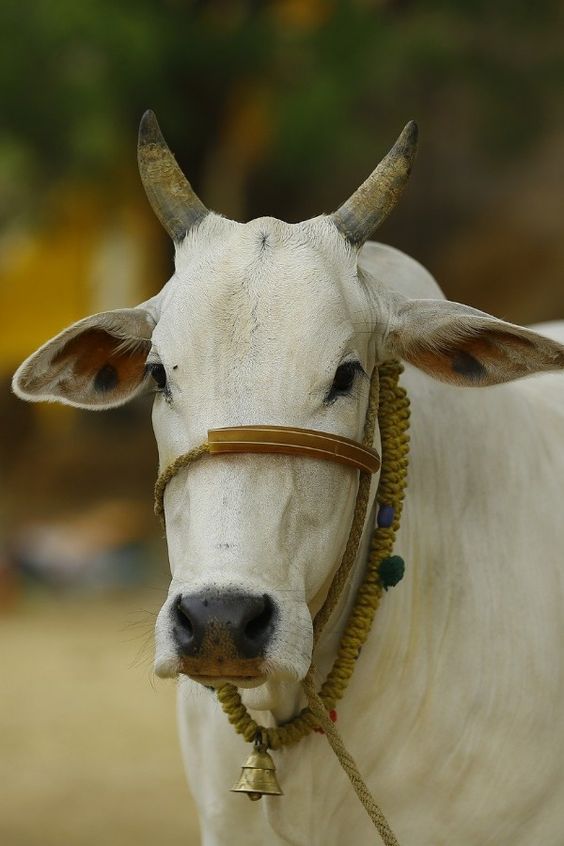 पहली बार पालने जा रहे हैं गाय, तो ये Tips जरूर जान लें - You are going ...