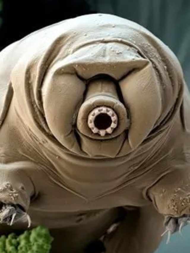 Animals that can Live without Food for the Longest