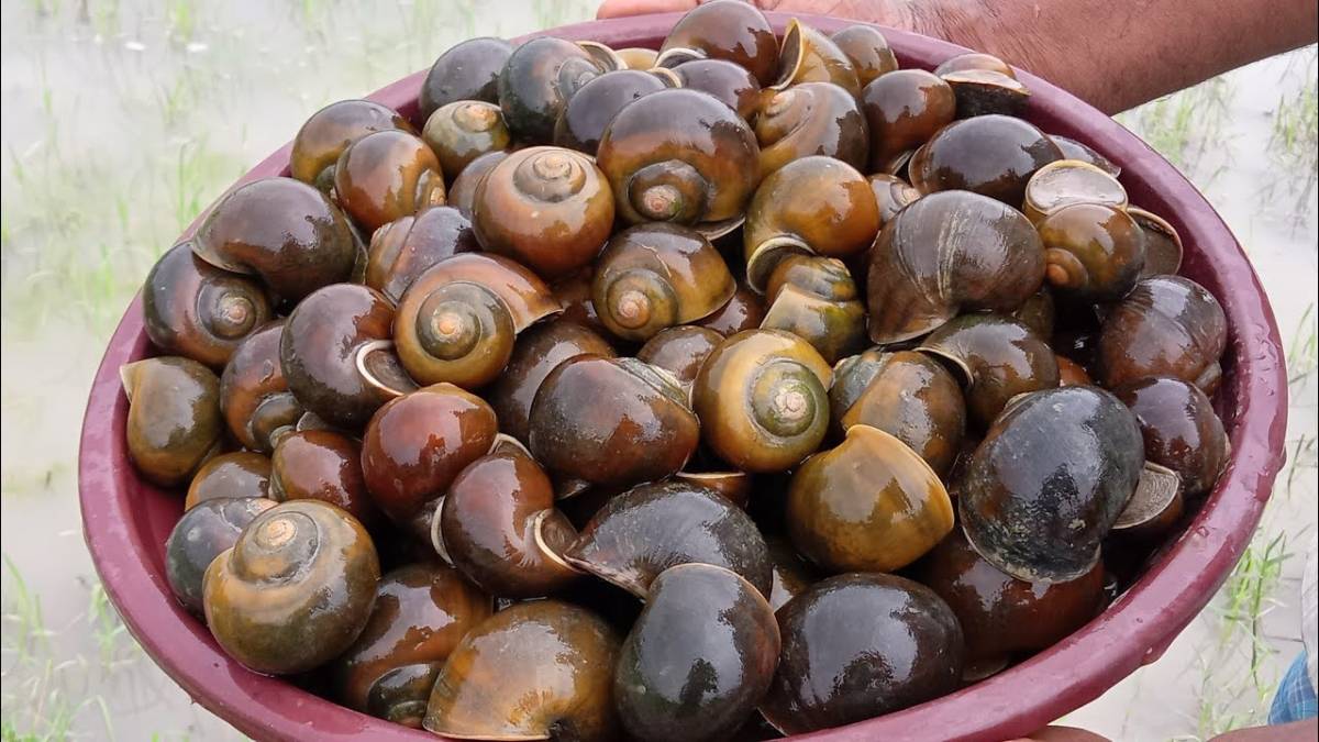 মাছ-মাংস যাবেন ভুলে, প্রোটিনে ঠাসা গেঁড়ি গুগলি বানান এভাবে