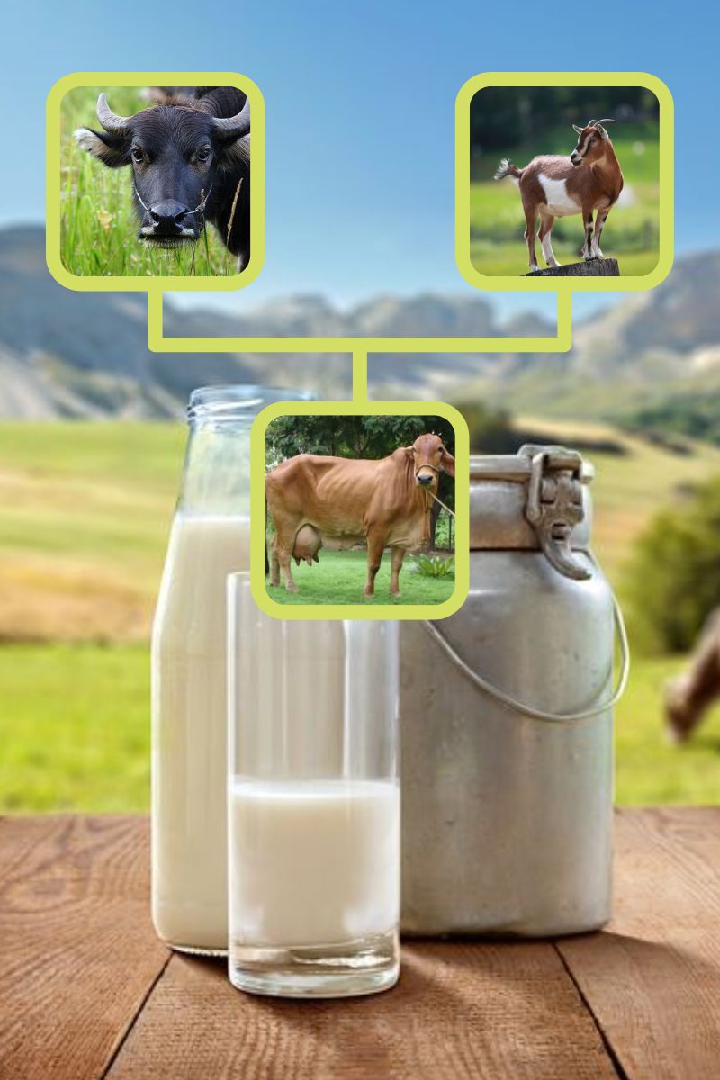 गाय, भैंस या बकरी किसका दूध है हेल्दी, जानिए - Whose milk is healthier ...