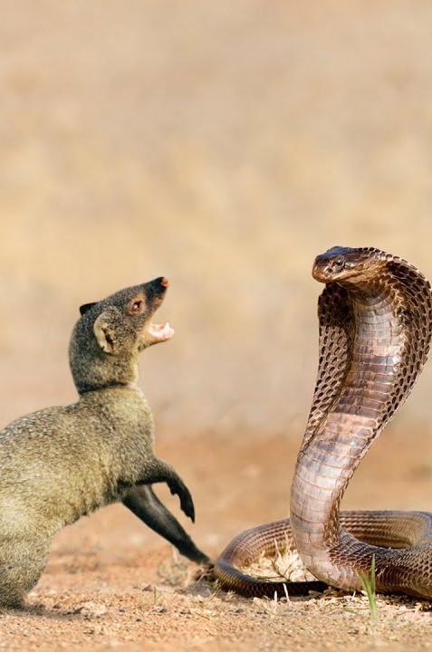 Incredible Rivalries From the Animal Kingdom