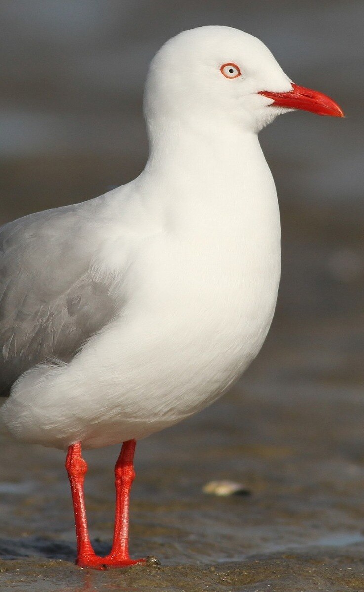 Rare Silver Birds on Earth