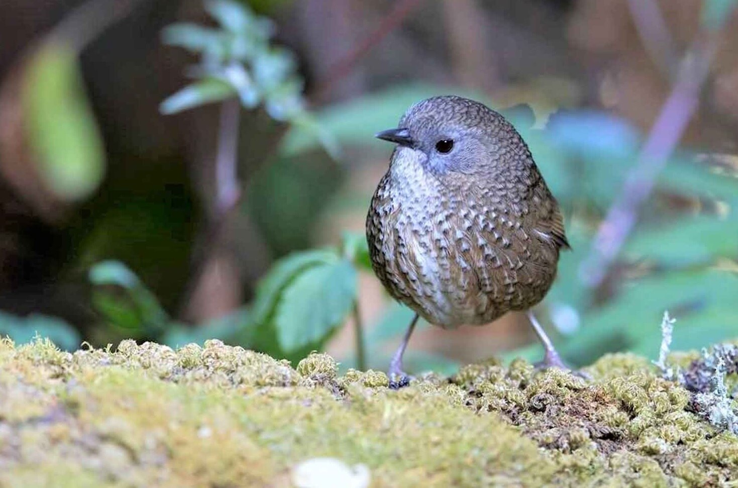 Nagaland's Unique Wildlife: Exclusive Fauna Finds You Won't See ...