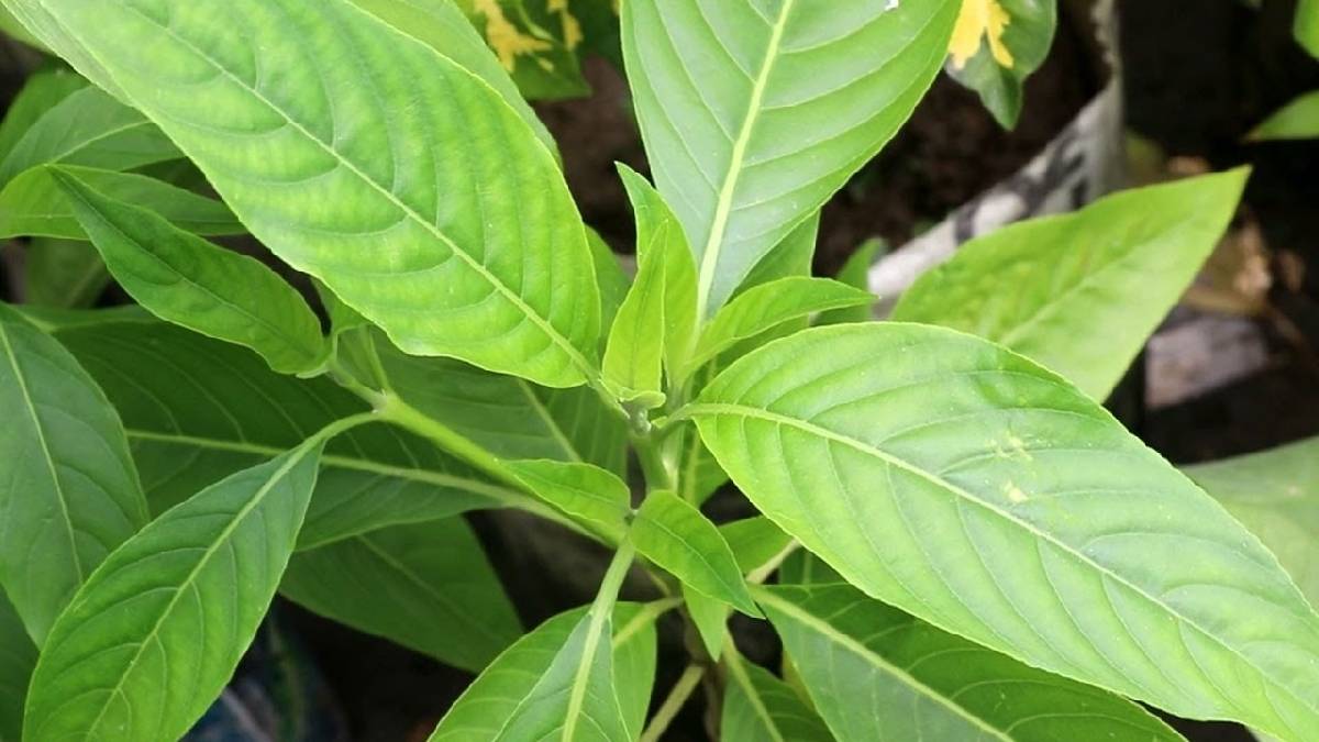 সকালে কাশি, গায়ে ব্যথা? এই পাতার রস খেলেই সমাধান