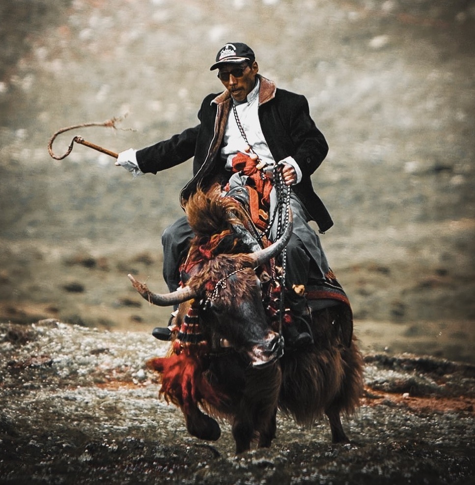 Sikkim's Thrilling Yak Races Where Tradition Meets Competition