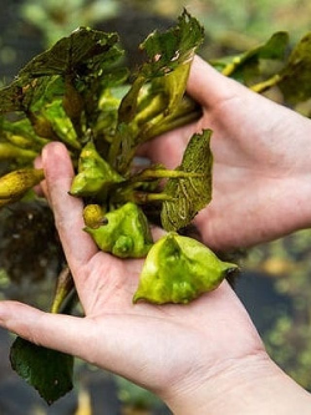 20 रुपये किलो मिलने वाले इस फल के फायदे बहुत हैं