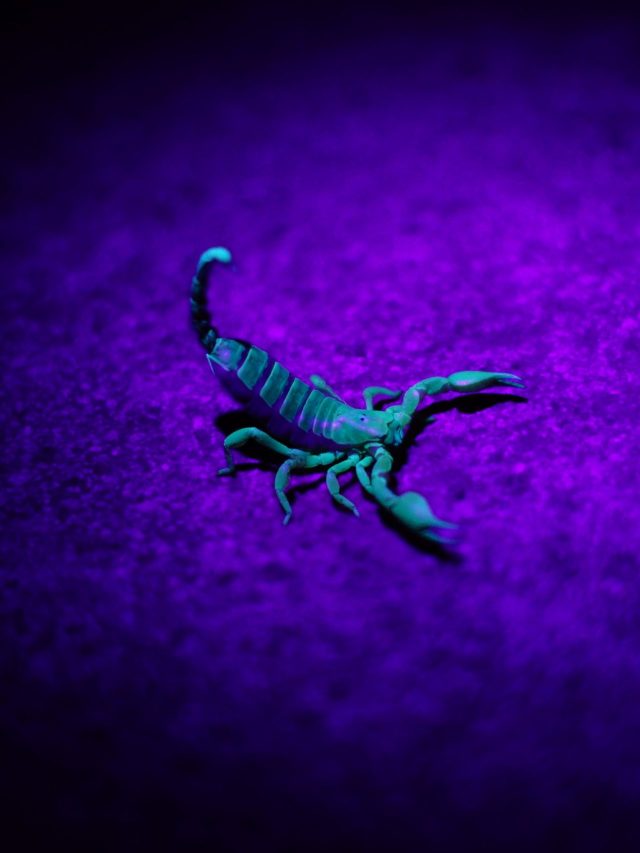 Meet 5 of Desert's Most Feared Predators