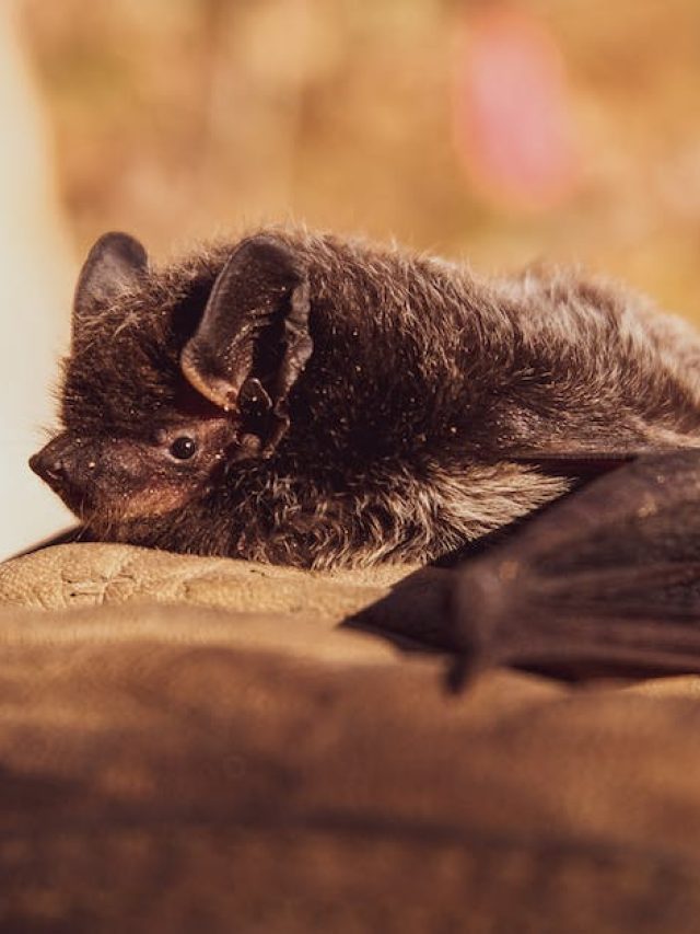 4 Animals that can Fly, Walk and Swim