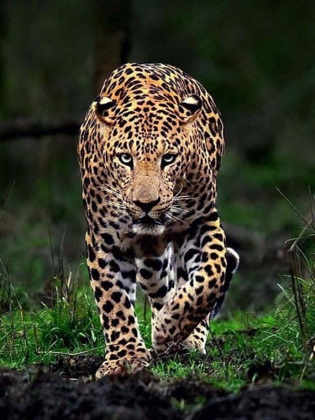 Indian Wildlifes Top Ten Strategic Predators