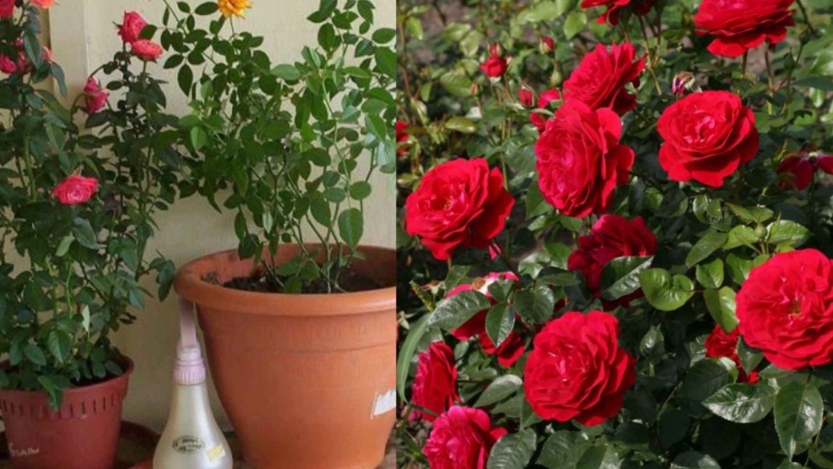 গোলাপ গাছ বাঁচে না? এই ভুলগুলি করছেন না তো?