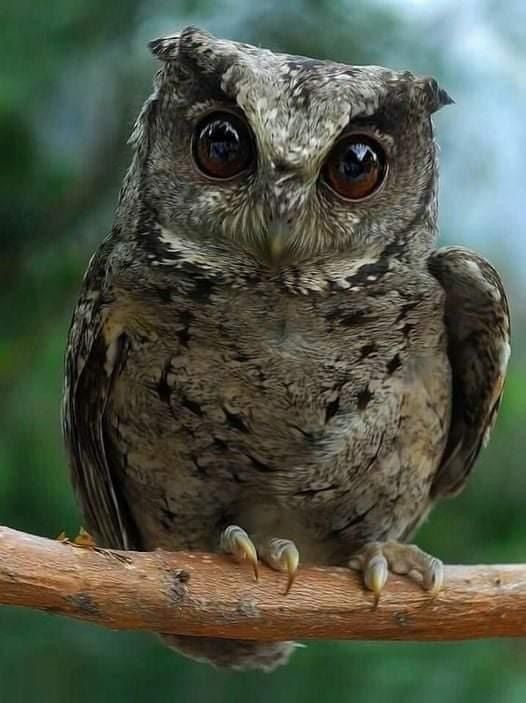 इन दिनों देश में दिवाली की तैयारियां जोरों पर हैं - Let us know what is ...