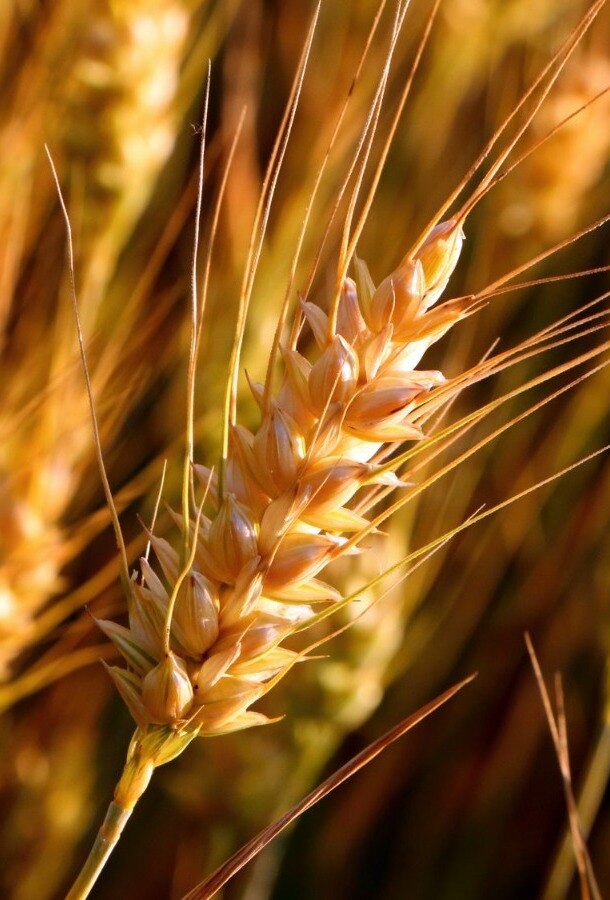 Most cultivated crops in India