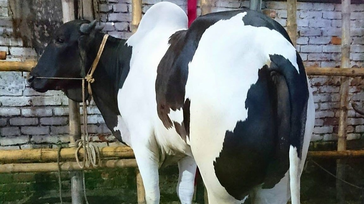 दुहते-दुहते थक जाएंगे, इतना दूध देती है इस नस्ल की गाय - Dangi cow ...