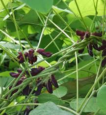 बिना लकड़ी का बना है ये पेड़ फिर भी इसके फल की है दुनिया दिवानी ...