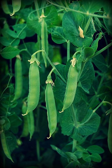 एक परिवार के कितने लोग उठा सकते हैं PMKSNY का लाभ, जानें पूरी बात - How ...