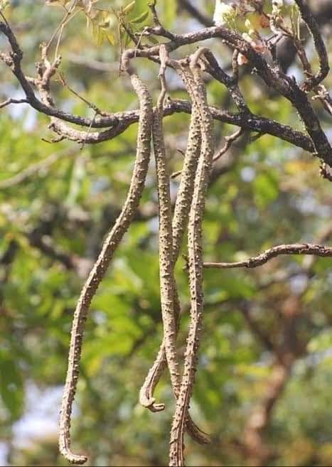 इसे कहते हैं जादुई लकड़ी, पानी टच होते ही उल्टा भागती है - Wood floats ...