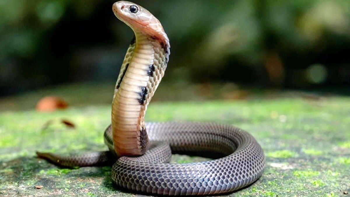 সাপের স্বপ্ন শুভ না অশুভ? জানুন কোন ইঙ্গিত দেয়