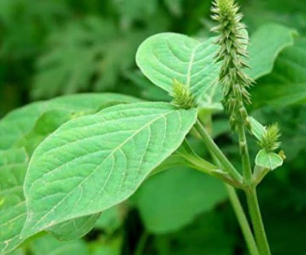 ना जाने कितनी बीमारी को दूर करता है ये पौधा - Know about the countless ...