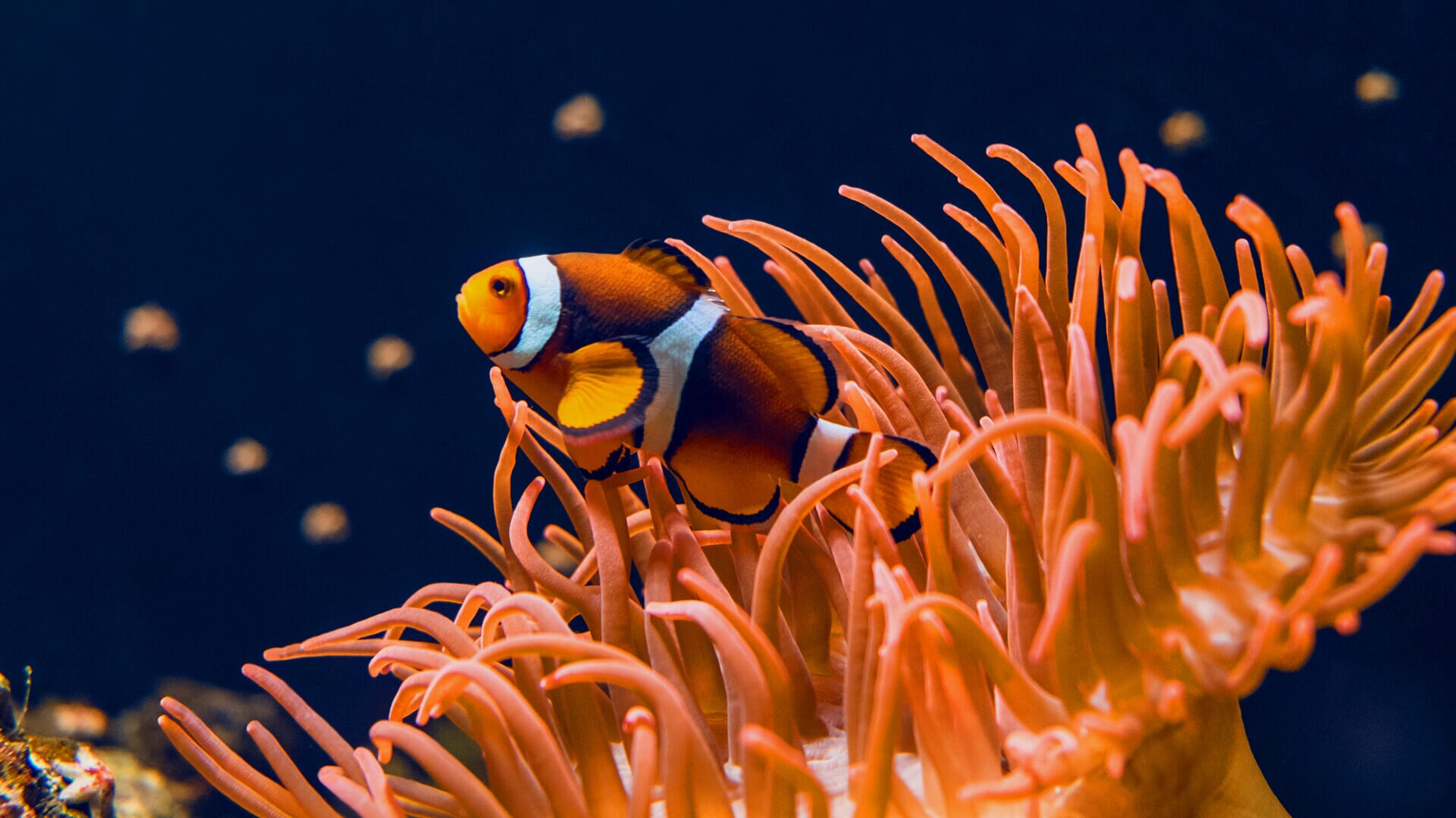 Fun Facts about Clownfish