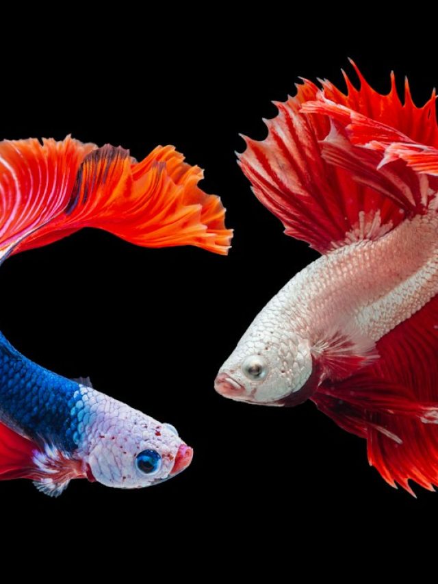 5 Beautiful Fishes In The World