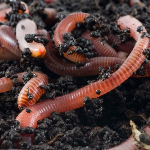 केंचुआ है प्राकृतिक इंजीनियर, किसानों का सबसे बड़ा दोस्त - Earthworm is ...