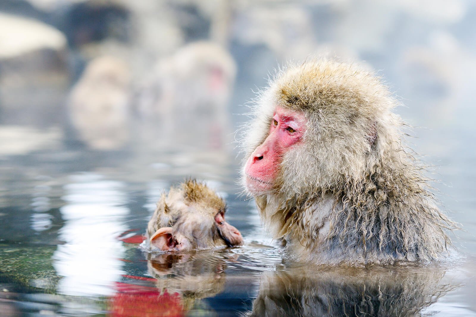 Japanese Macaques: The Snow Monkeys of Hot Springs