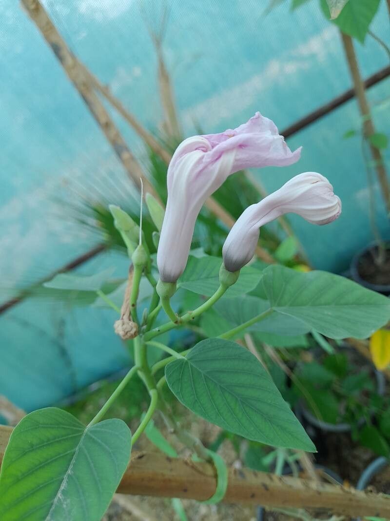 इन बीमारियों के लिए रामबाण है बेहया का पौधा