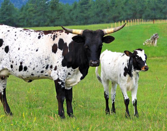 देसी नस्ल की ये गाय दूध देने के लिए है बेस्ट - This cow of indigenous ...