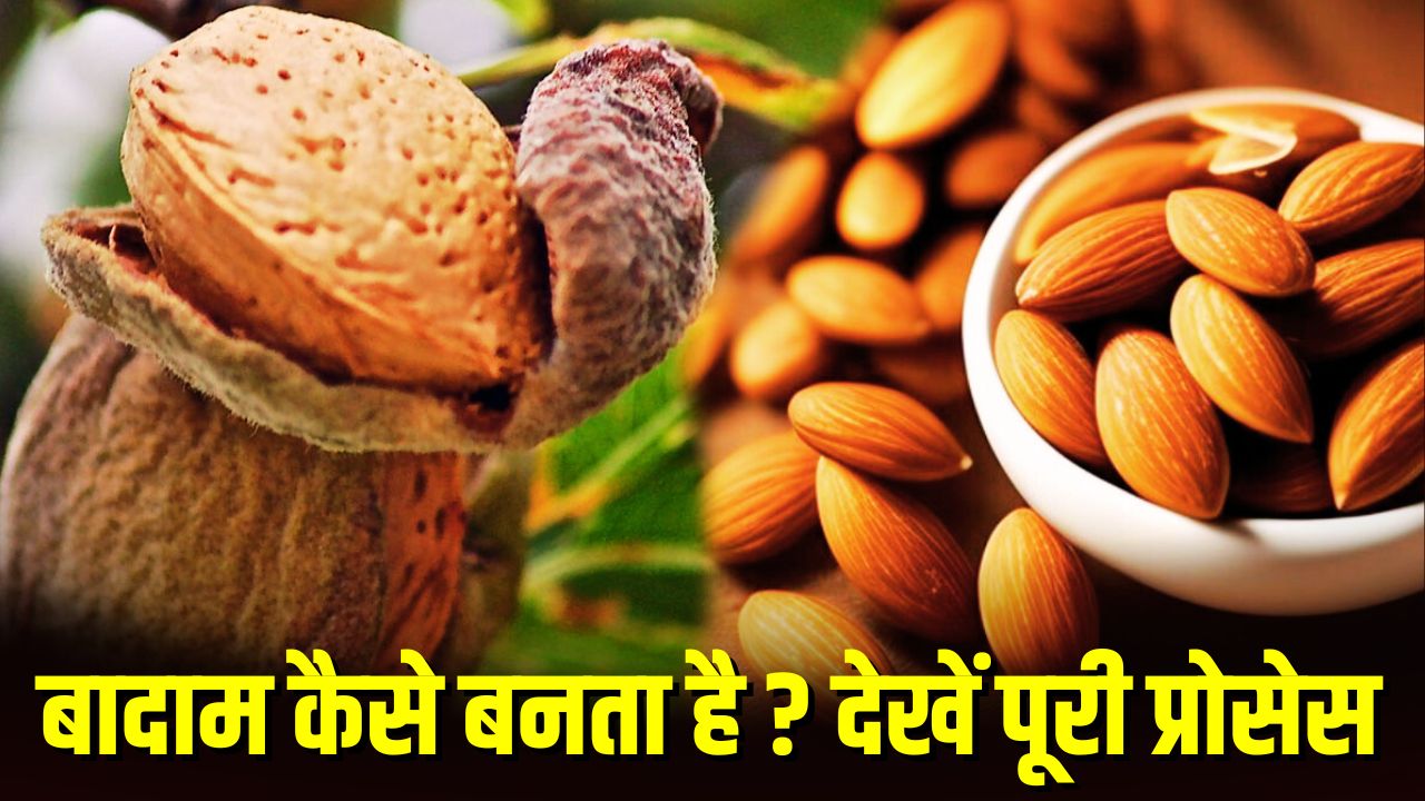 बादाम कैसे बनता है? Video में देखें फैक्ट्री में कैसे बनता है ये महंगा ...