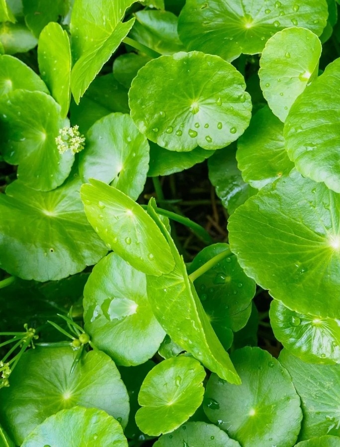 Health Benefits of Centella asiatica