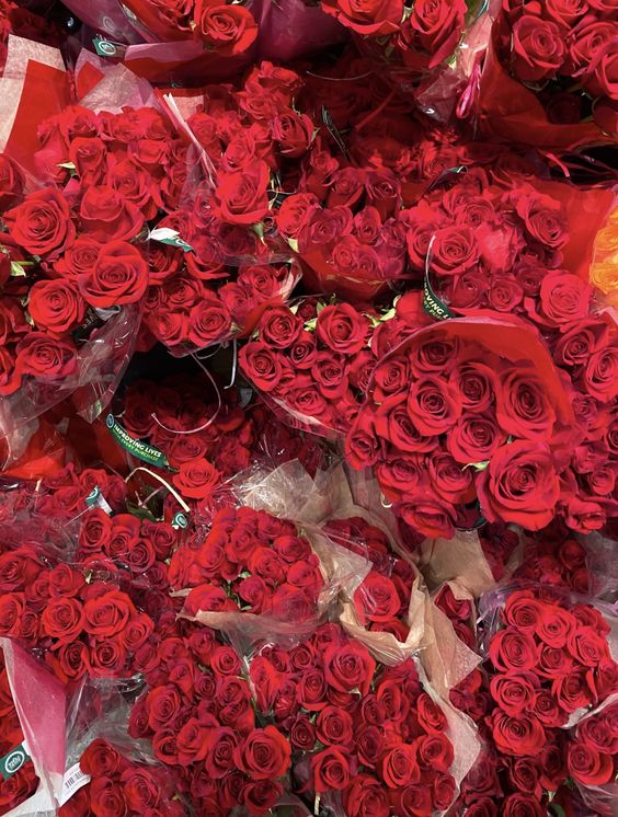 गुलाब के फूलों की कटाई और बेचने का सही तरीका जान लें... - Correct way ...