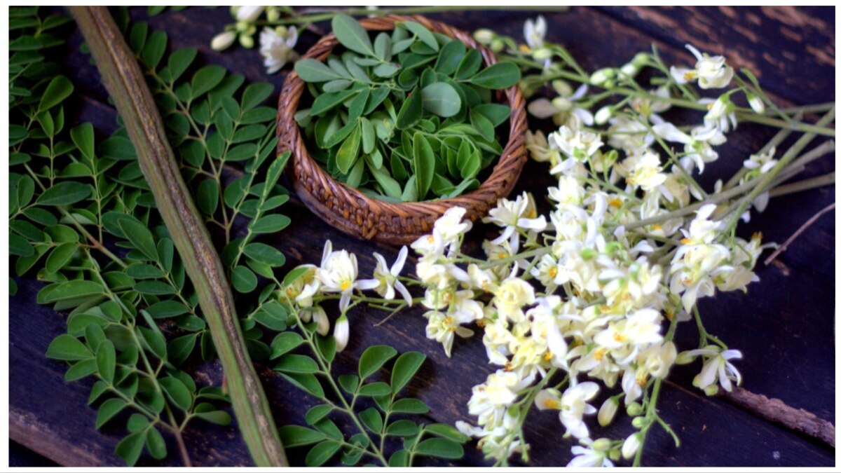 बड़े फायदेमंद होते हैं सहजन के फूल, जानें कैसे - Drumstick flowers are ...