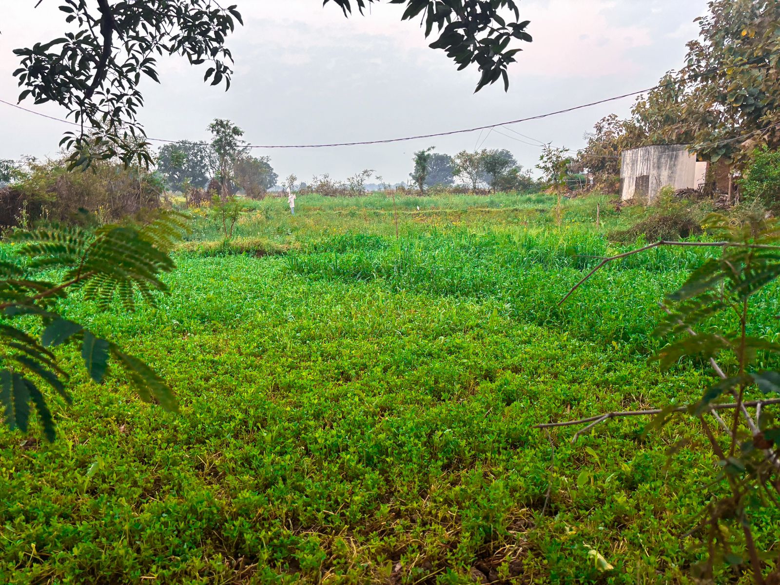 इस चारे को खिलाने से पशु हो जाते हैं तंदुरुस्त बढ़ा देते हैं दूध ...