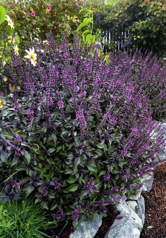 आपके आंगन की तुलसी क्यों है इतनी खास, आसान भाषा में जानिए - What is ...