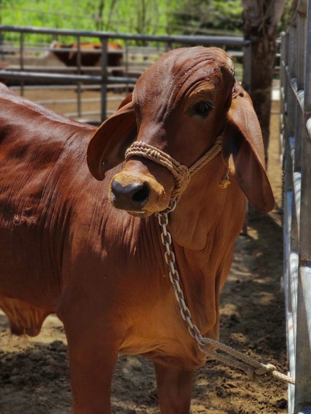अब चुटकियों में करें देसी गाय के खास नस्लों की पहचान! ये रहा आसान तरीका ...