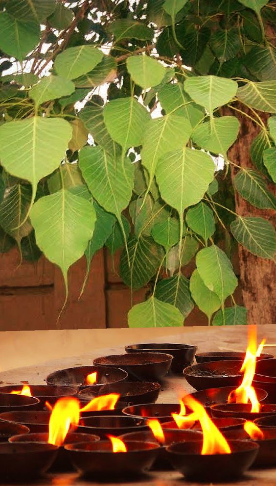 पीपल के नीचे दीया जलाने से क्या होता है? जानिए - What happens you light ...