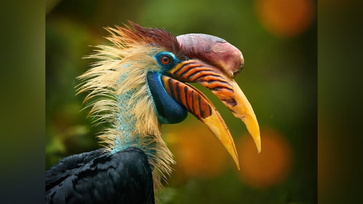 Weirdest bird beaks in the world one has ever come across