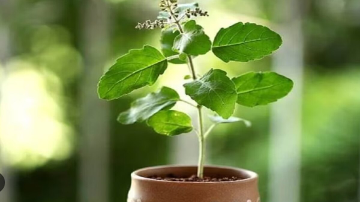 गर्मी में सूख रहा है तुलसी का पौधा तो ऐसे करें बचाव - Take these ...