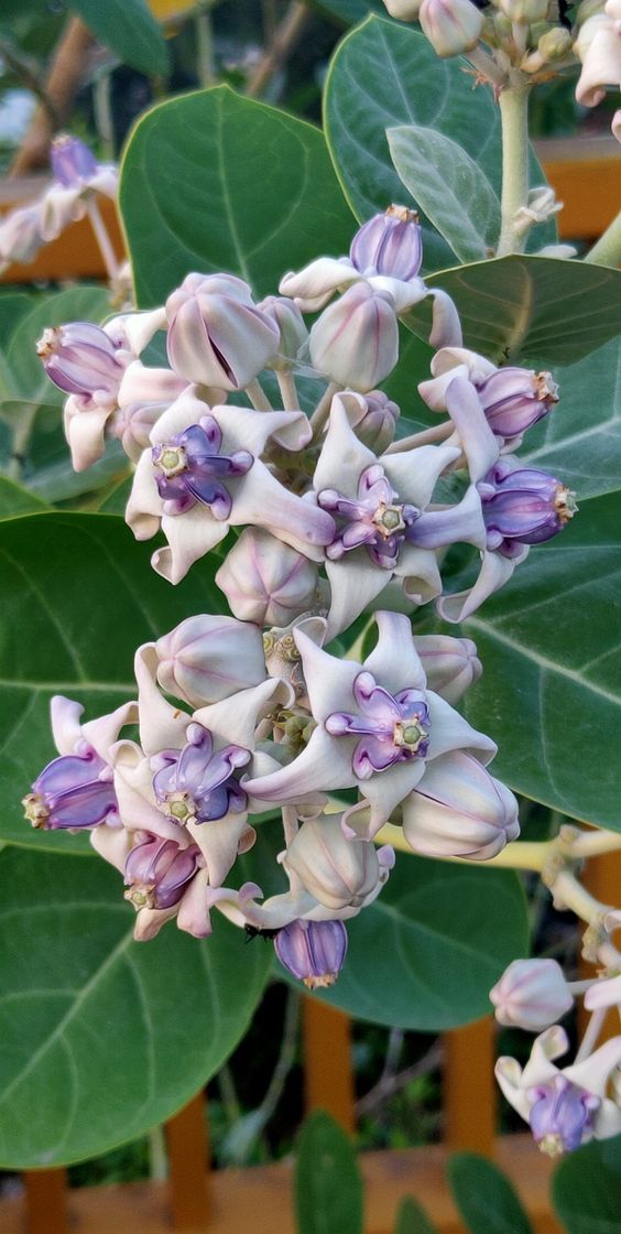 घर में आक का पौधा लगाने से क्या होता है? सभी का जानना जरूरी - What ...