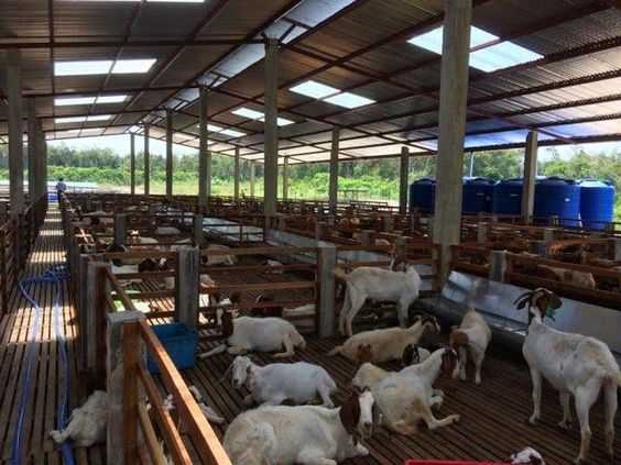 कैसे होना चाहिए बकरियों का बाड़ा, पालने से पहले जानें सही तरीका - How ...