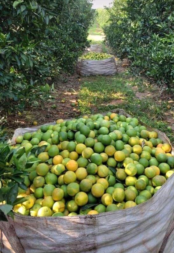 नींबू की खेती है बड़े कमाल की, ऐसे उगाएं और तगड़ा कमाएं - How is lemon ...