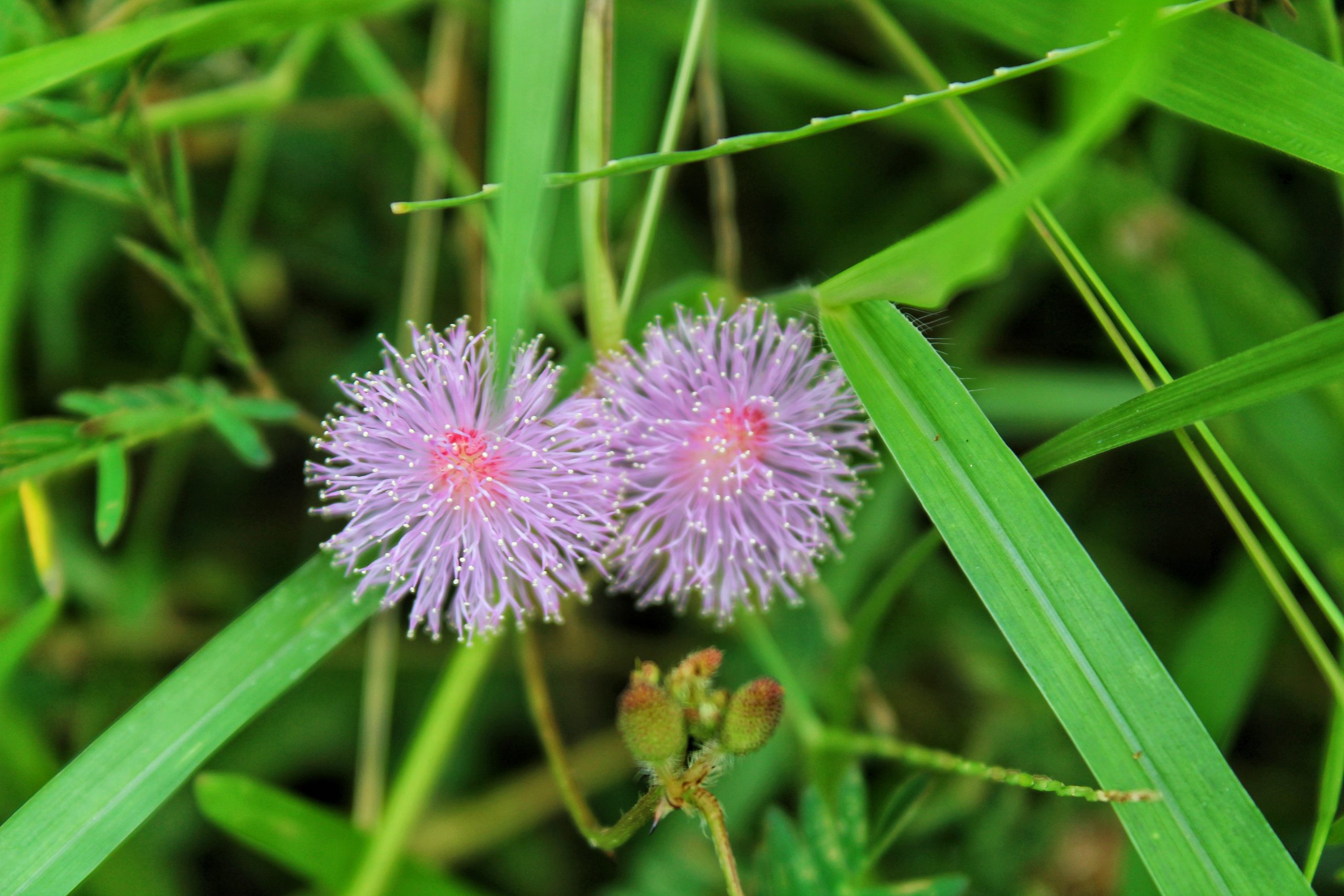 Health Wonders of 'Touch Me Not' Plant